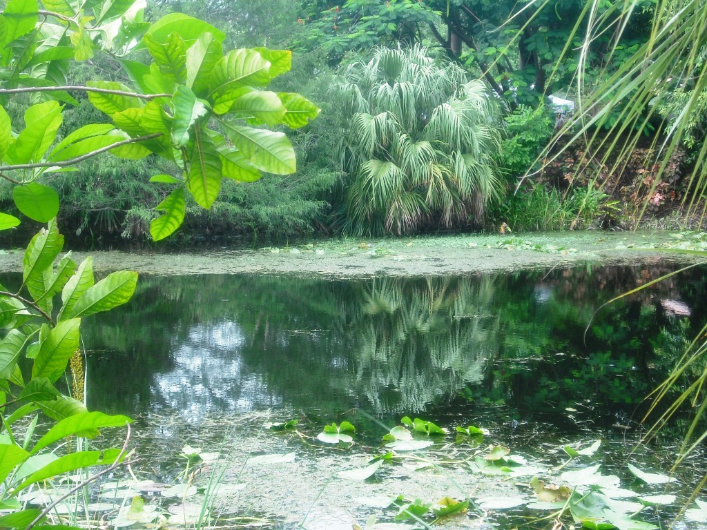 My visit to Mounts Botanical Garden – West Palm Beach Parks